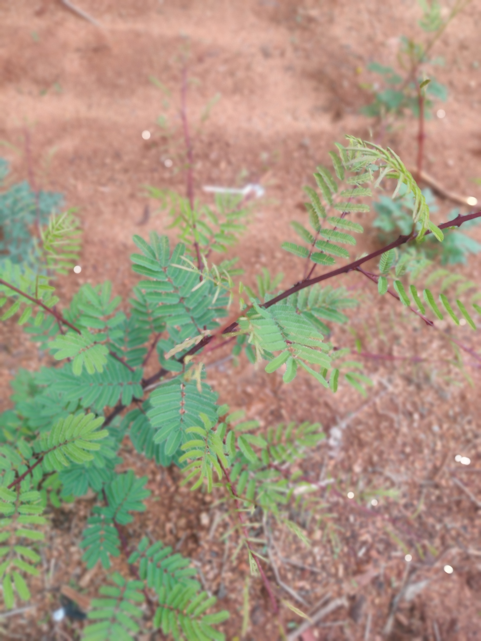 Senegalia catechu (L.f.) P.J.H.Hurter & Mabb.