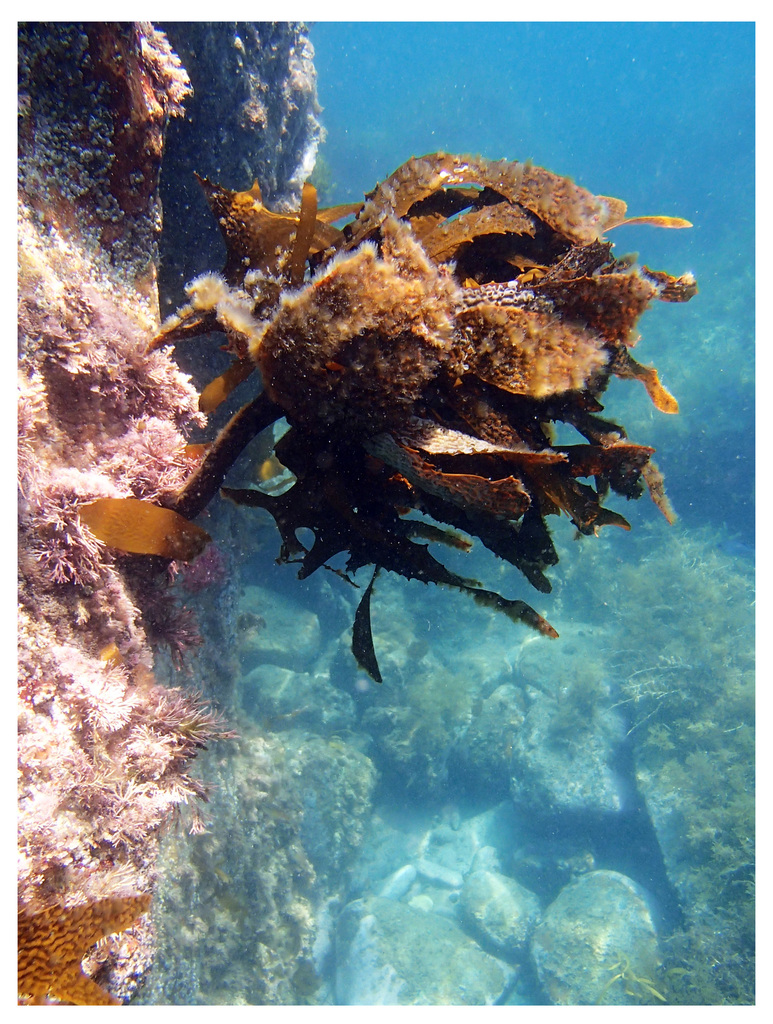 Ecklonia kurome (kelpos) · iNaturalist