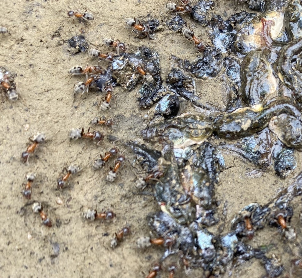 Western Velvety Tree Ant from Piercy, CA, US on April 30, 2023 at 09:40 ...