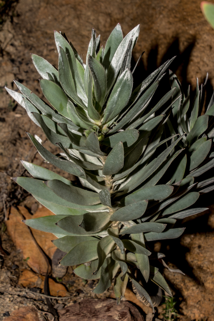 Cape Silver Tree from Signal Hill, Cape Town, 8001, South Africa on May ...