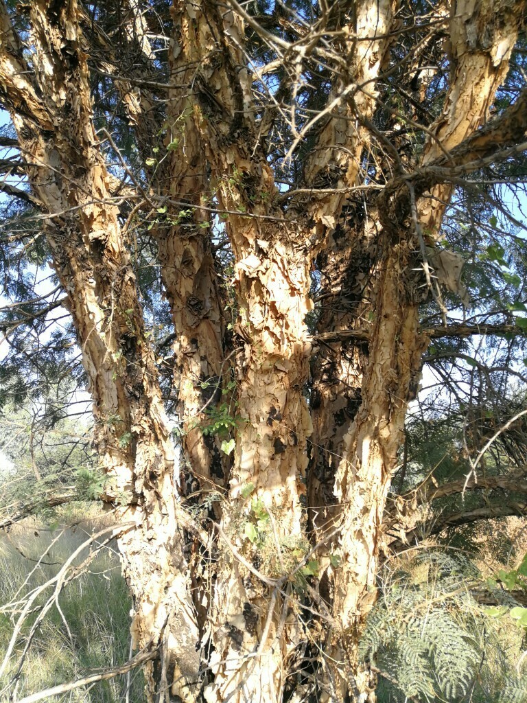 Paperbark Thorn (Vachellia sieberiana) - Botanical Realm