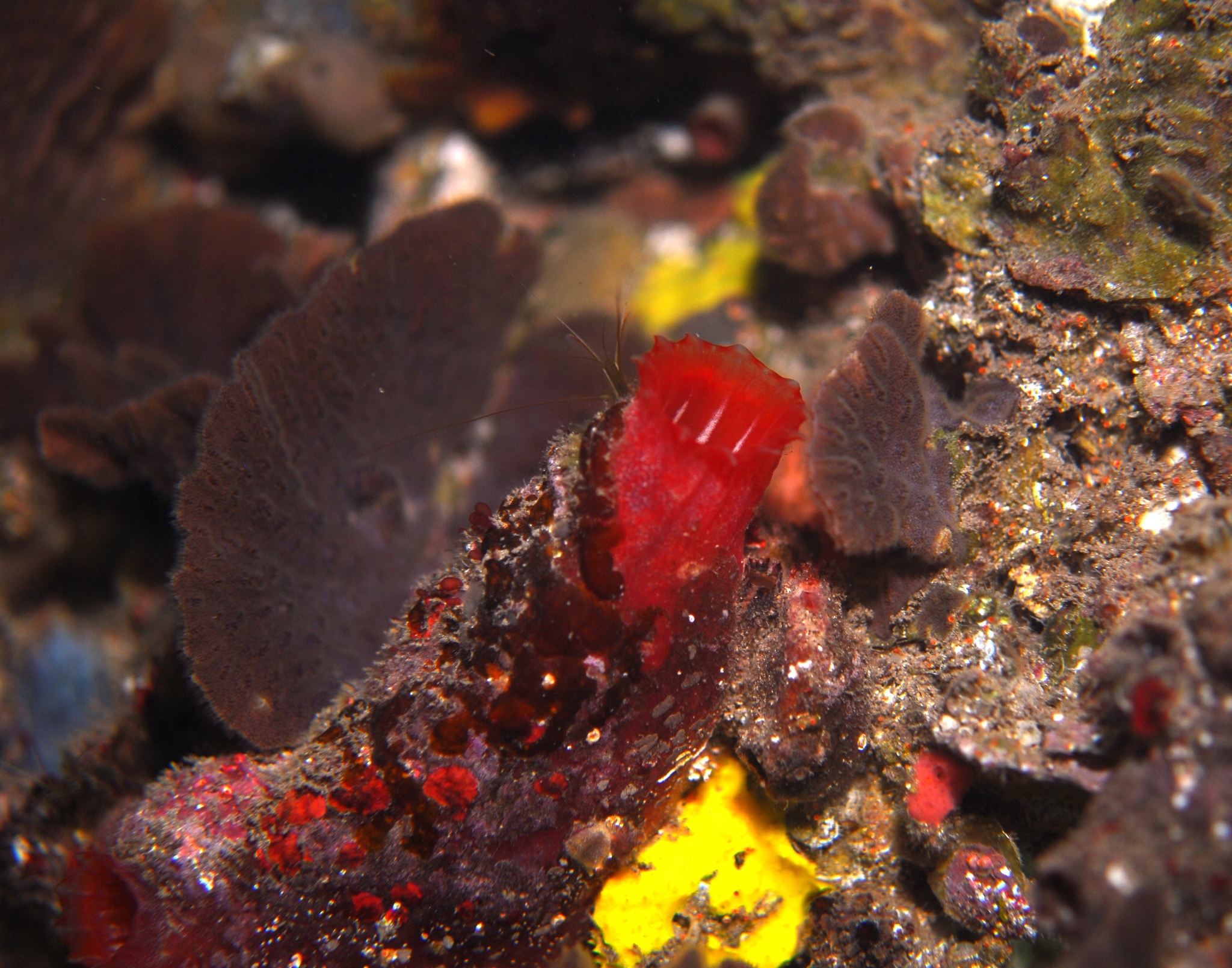 Ascidia sydneiensis Stimpson, 1855