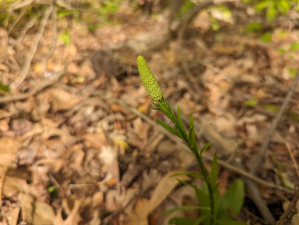 devil's bit in April 2023 by Ryan Sorrells · iNaturalist
