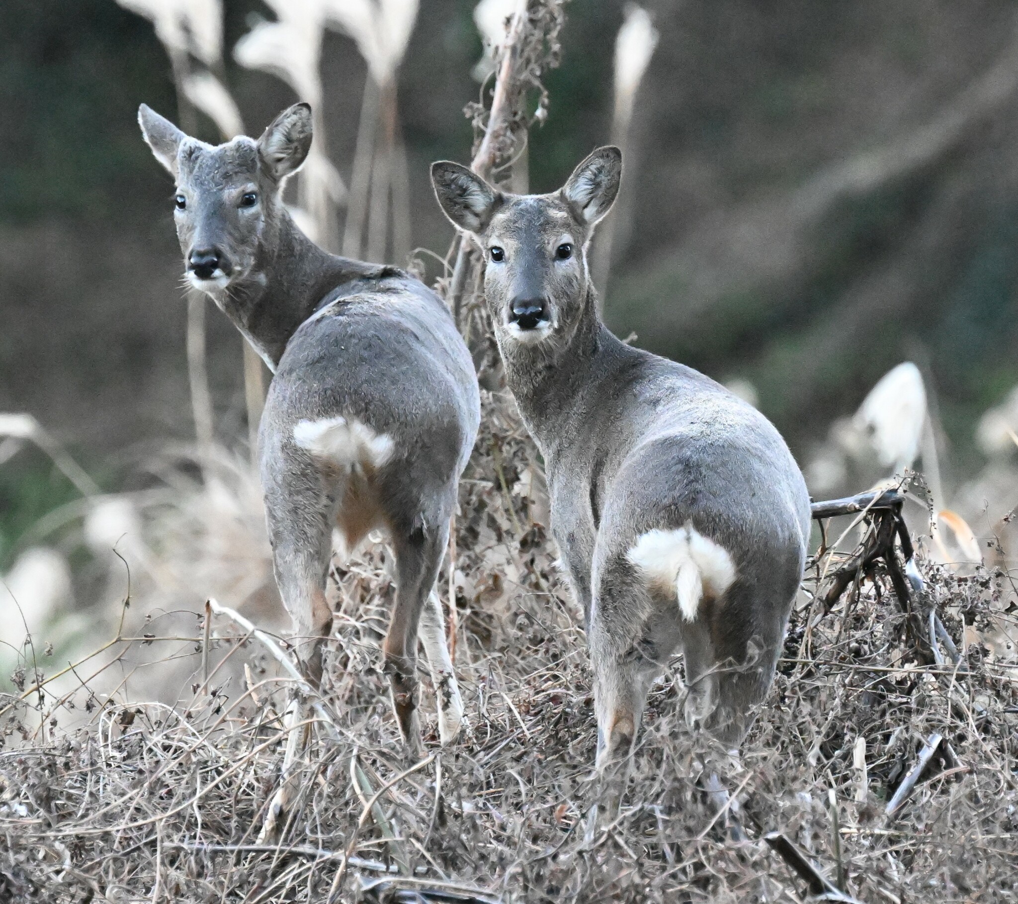 Capreolus pygargus (Pallas, 1771)