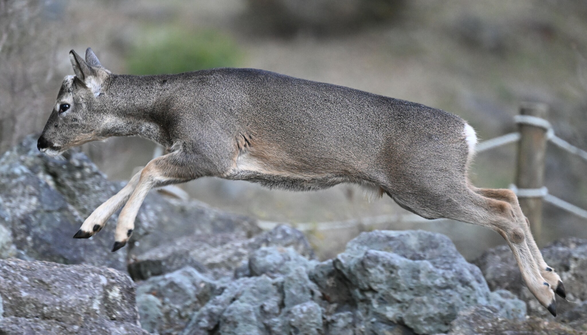 Capreolus pygargus (Pallas, 1771)