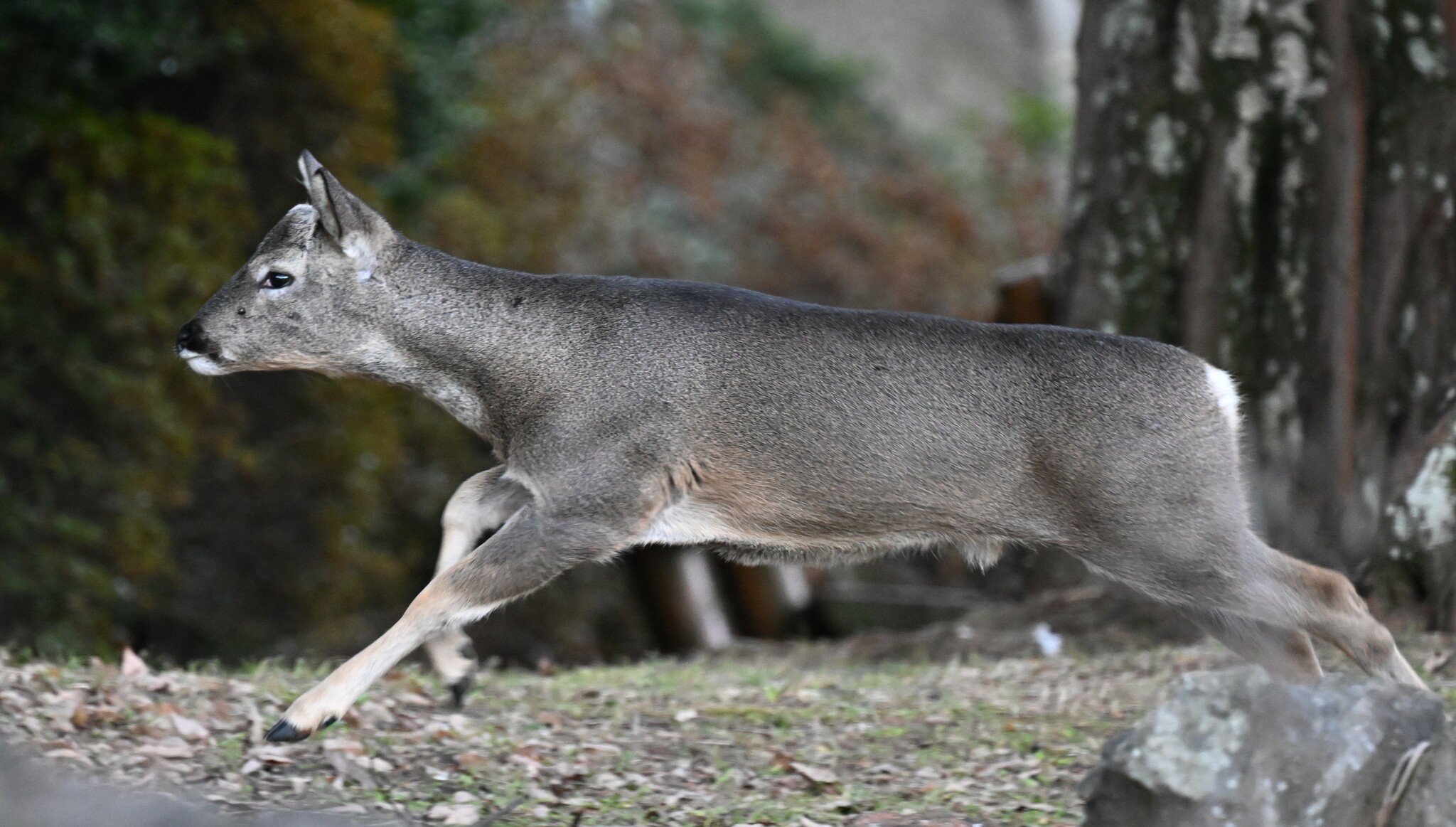 Capreolus pygargus (Pallas, 1771)