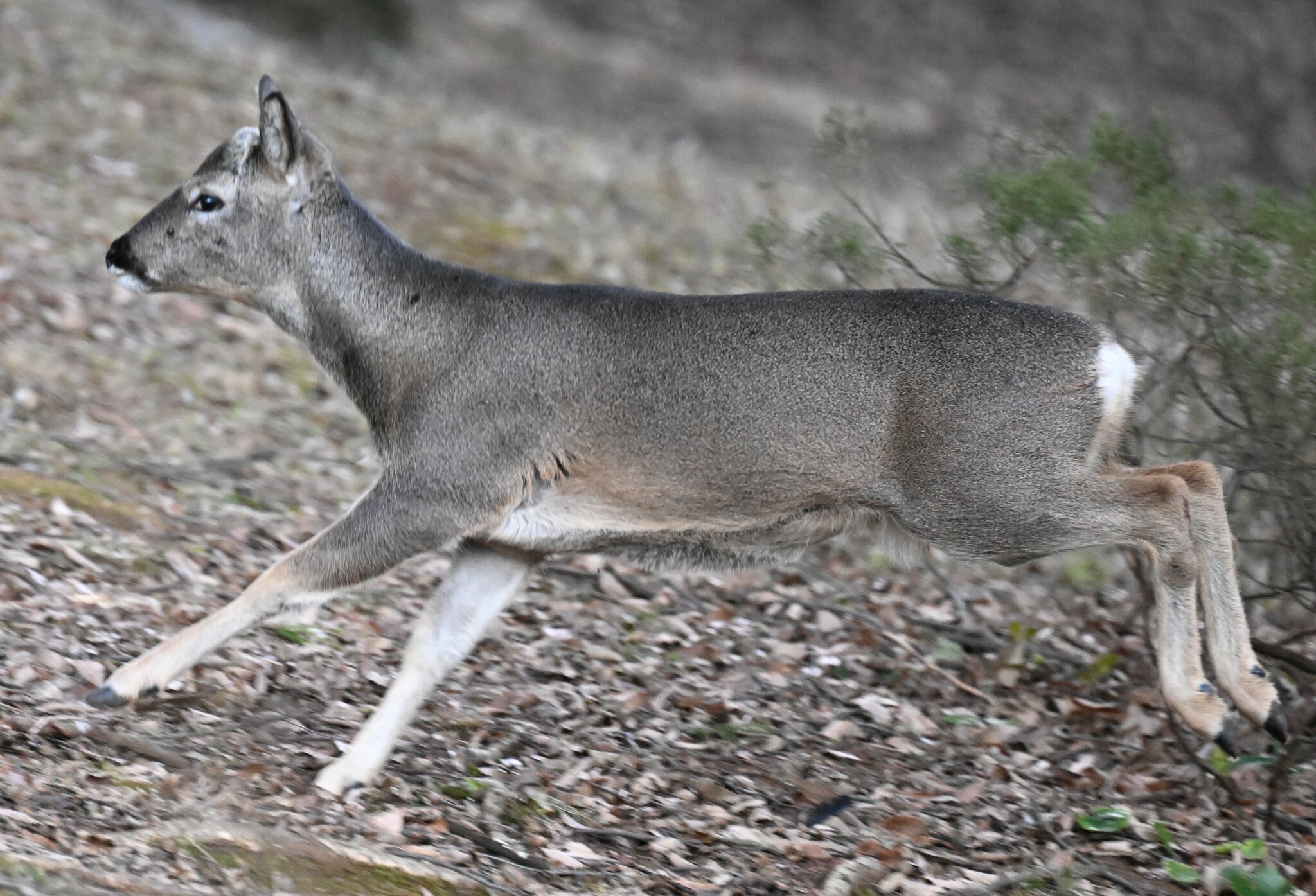 Capreolus pygargus (Pallas, 1771)