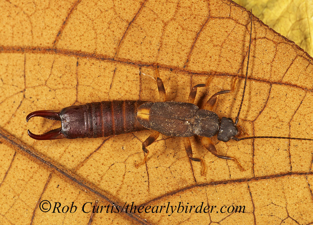 Extant Earwigs From Provincia De Puntarenas Monteverde Costa Rica On
