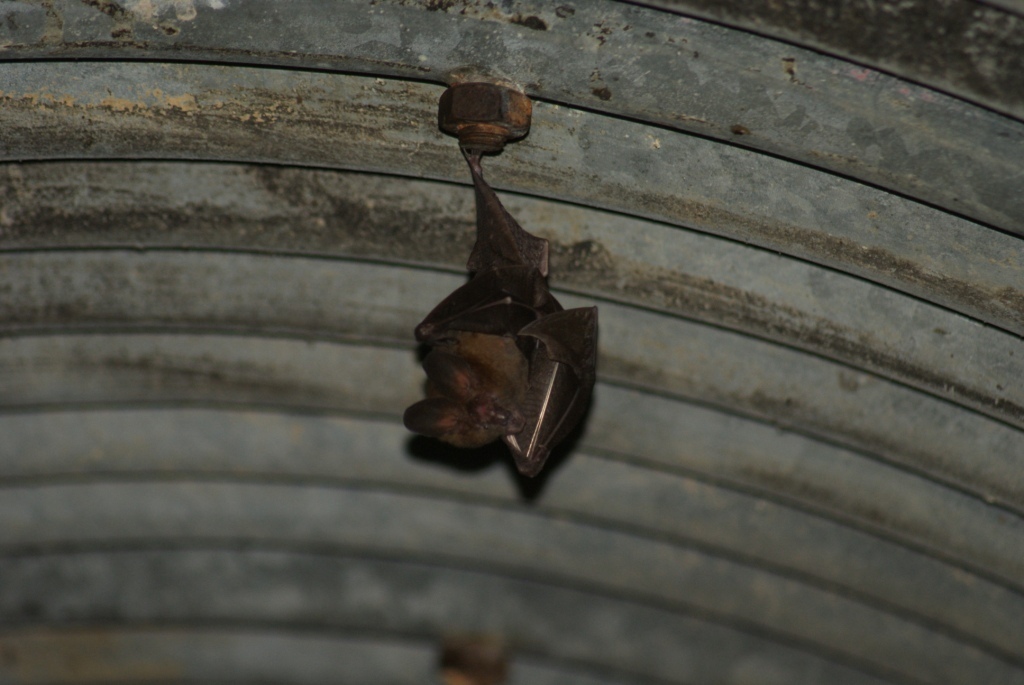 Large Slit-faced Bat (Nycteris grandis) - Know Your Mammals
