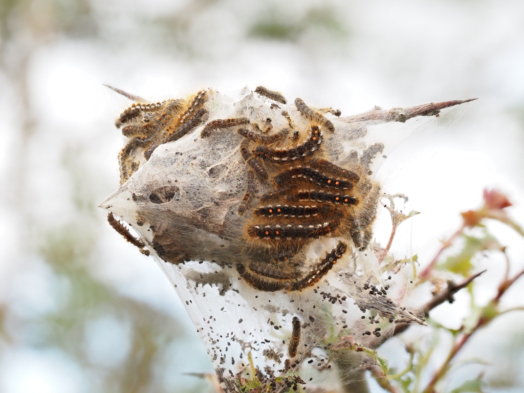 Brown-tail Moth from Hull, UK on May 01, 2023 at 10:47 AM by Ian ...