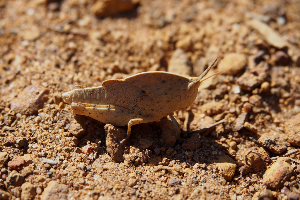 Common Gumleaf Grasshopper from Walyunga National Park WA 6084 ...