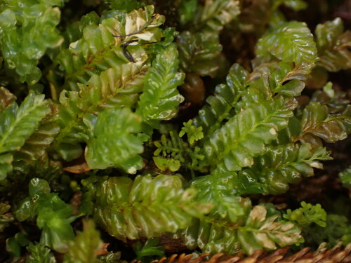 Acrobolbus plagiochiloides · iNaturalist