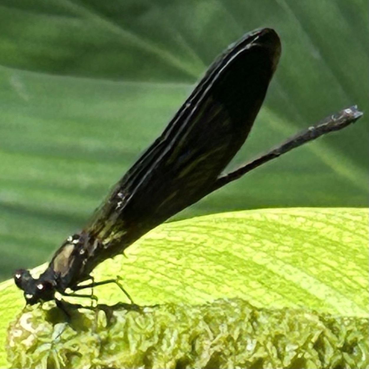 Euphaea variegata Rambur, 1842