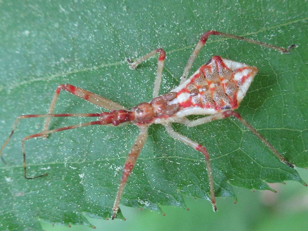 Epidaus tuberosus from 대한민국 세종특별자치시 전동면 on May 02, 2023 by onidiras ...