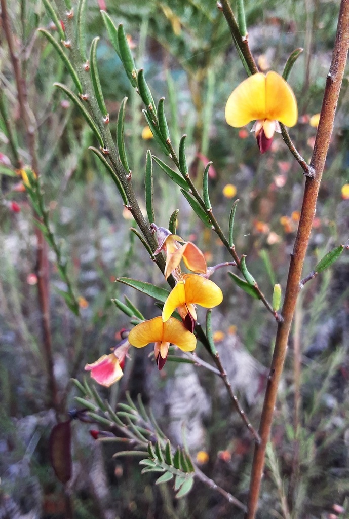 Variable Bossiaea from Gardens of Stone SCA Newnes Plateau NSW 2790 ...