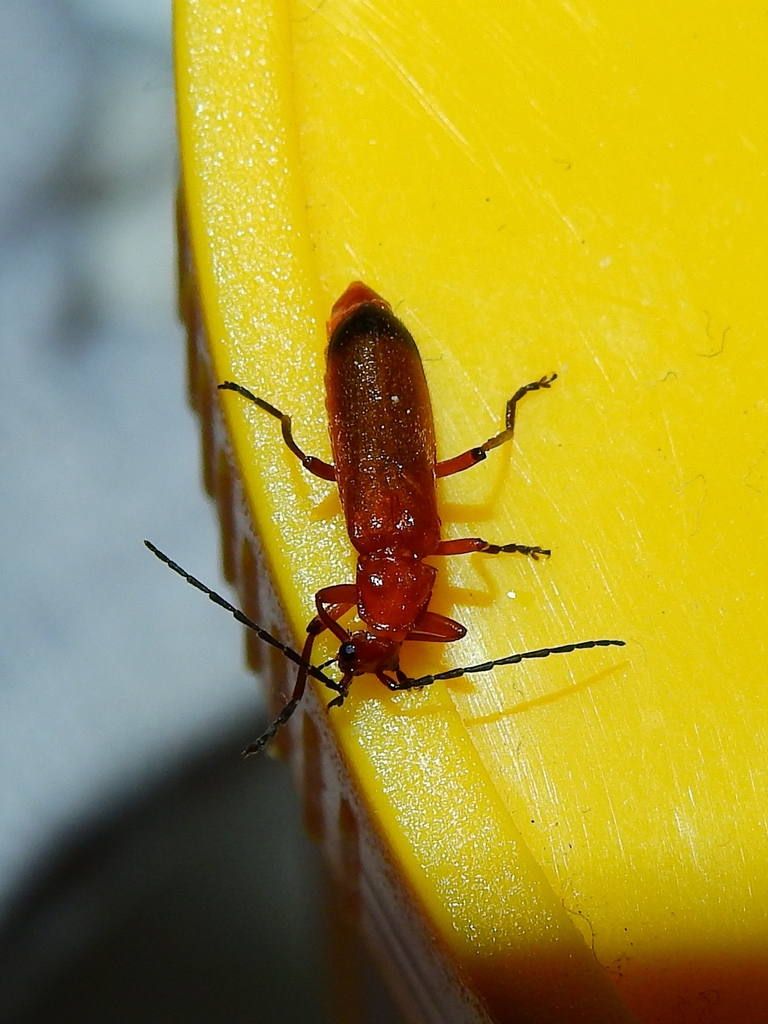 Common Red Soldier Beetle from Botequim, Charneca de Caparica, Portugal ...