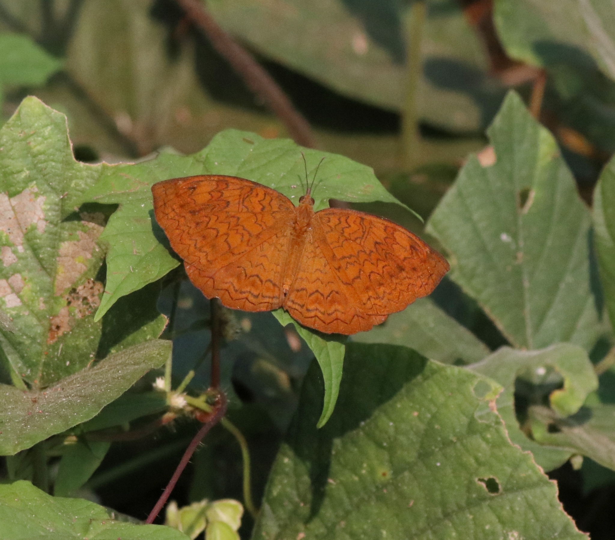 Ariadne merione (Cramer, 1779)