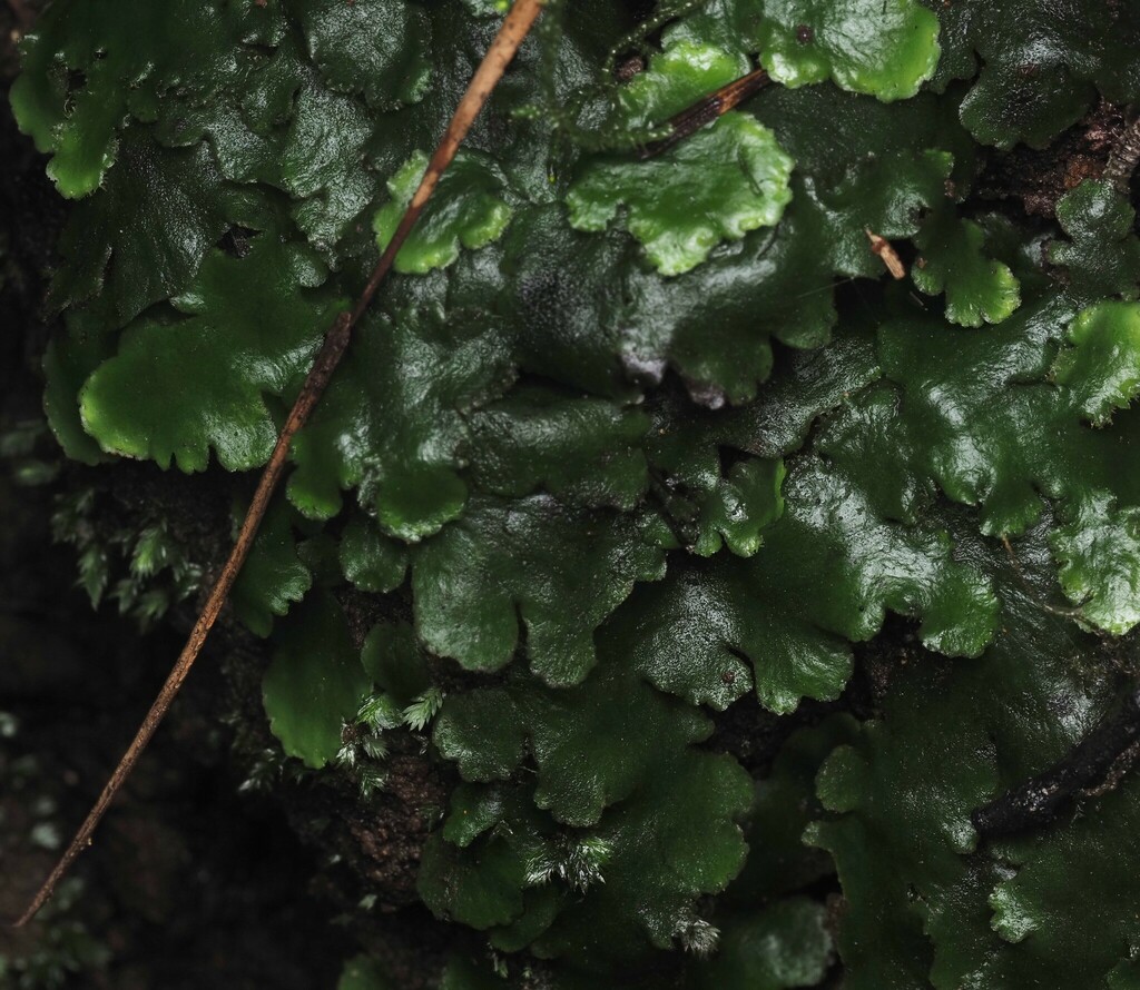 Monoclea forsteri from Hurdon, New Plymouth, New Zealand on April 30 ...