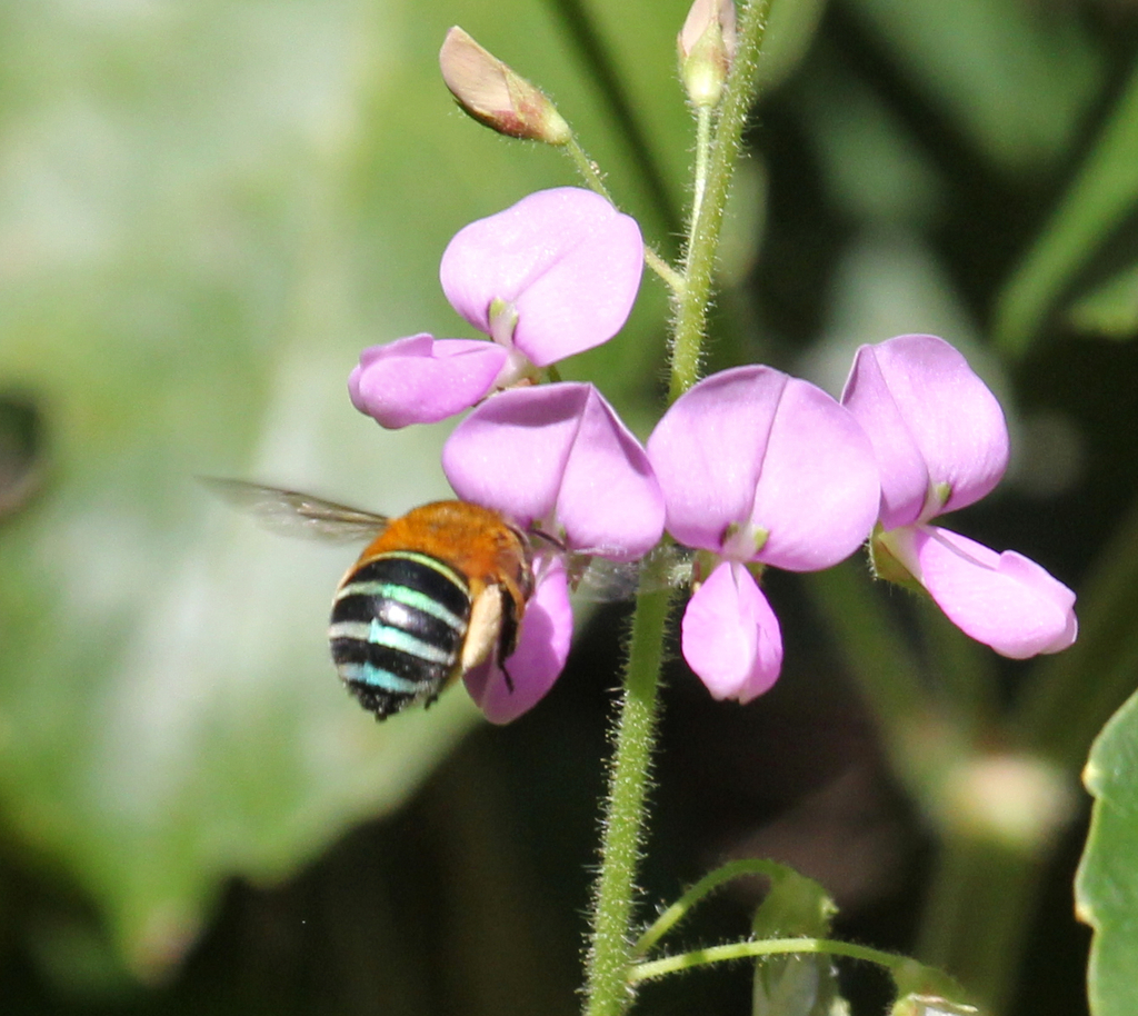 Blue-banded and Allied Digger Bees from Bunya Crossing Reserve ...