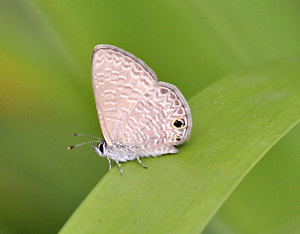 Tailless Lineblue from Brian Battersby Reserve, Brisbane QLD, Australia ...