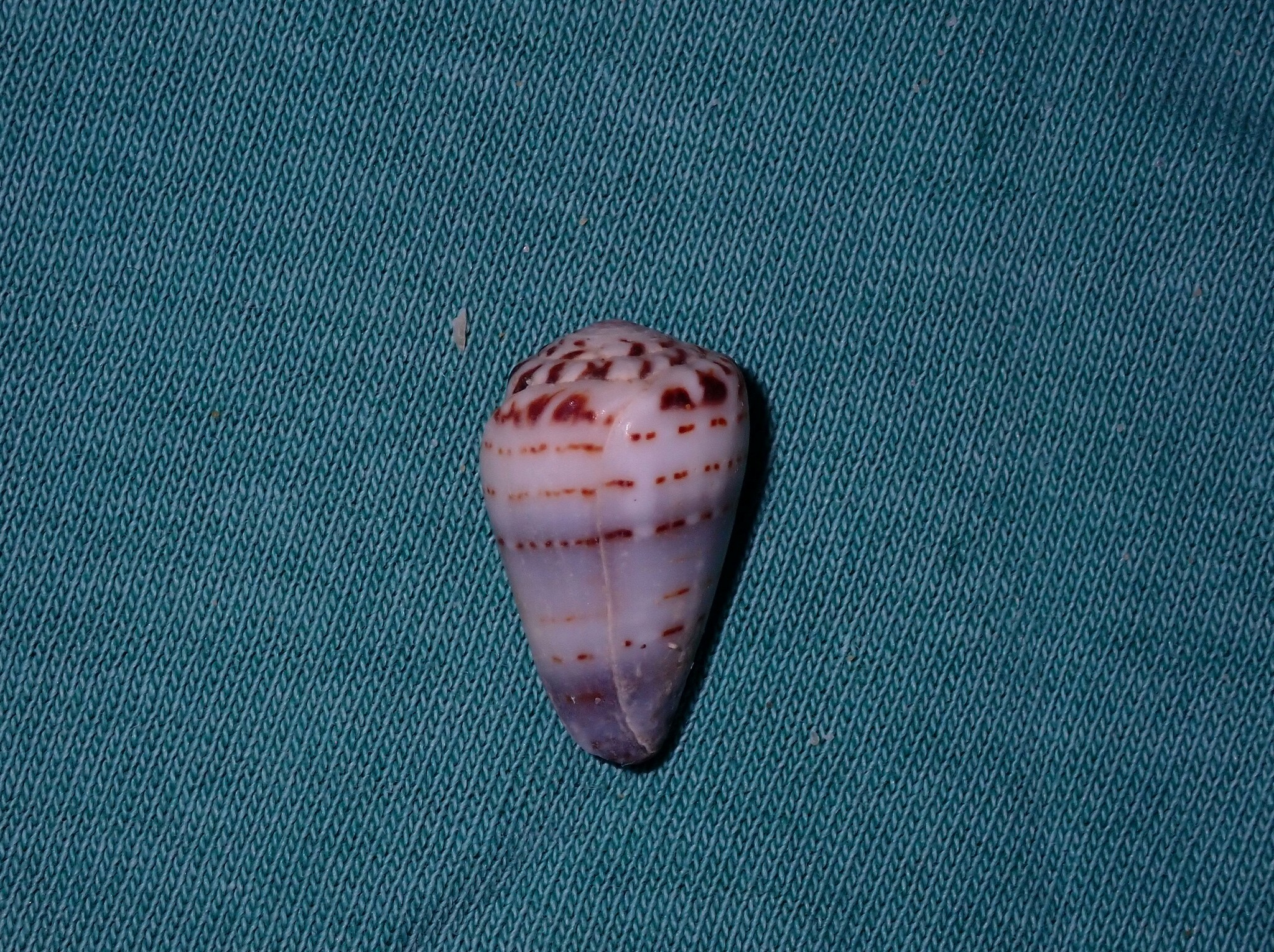 Conus musicus Hwass, 1792