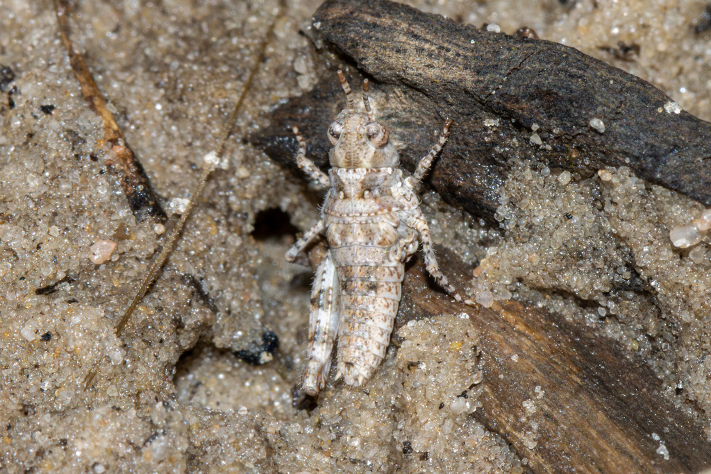 Common Urnisa from Manning Flora & Fauna Reserve, SA, Australia on ...