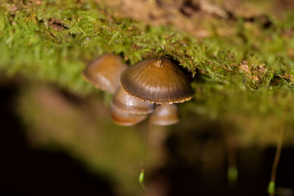 Bonnets from Remutaka Hill, New Zealand on April 29, 2023 at 08:37 PM ...