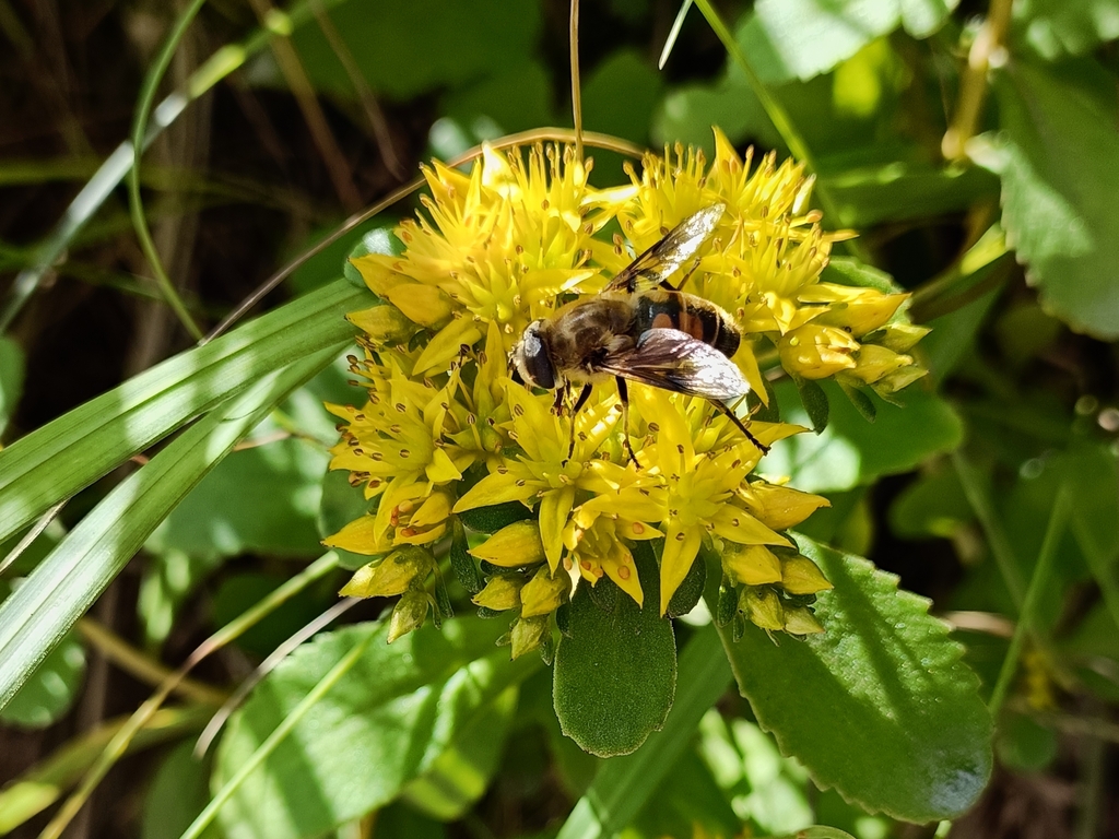 Common Drone Fly from 中国湖北省神农架林区 on July 8, 2022 at 01:46 AM by yinong ...