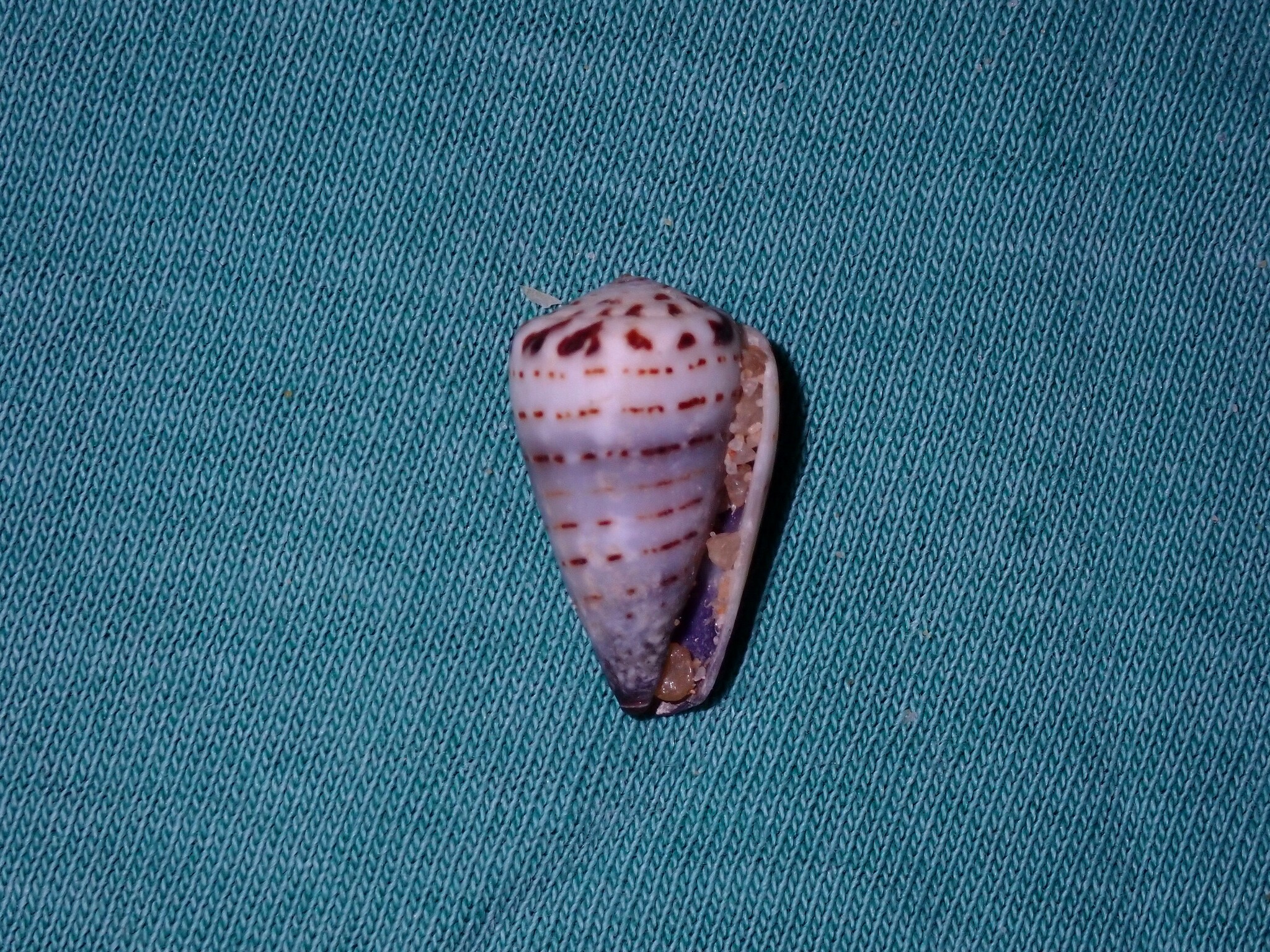 Conus musicus Hwass, 1792