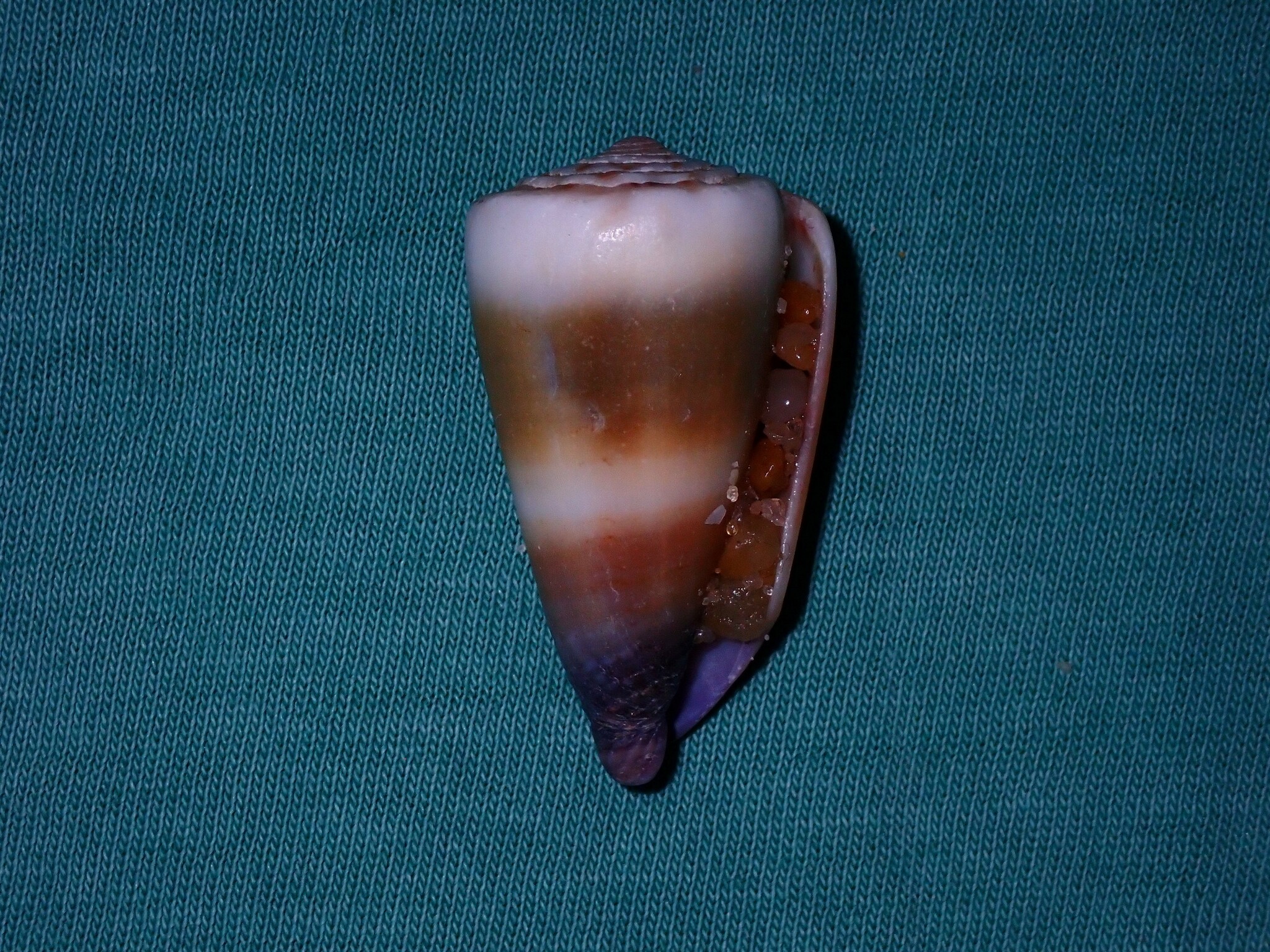 Conus muriculatus G.B.Sowerby I, 1833