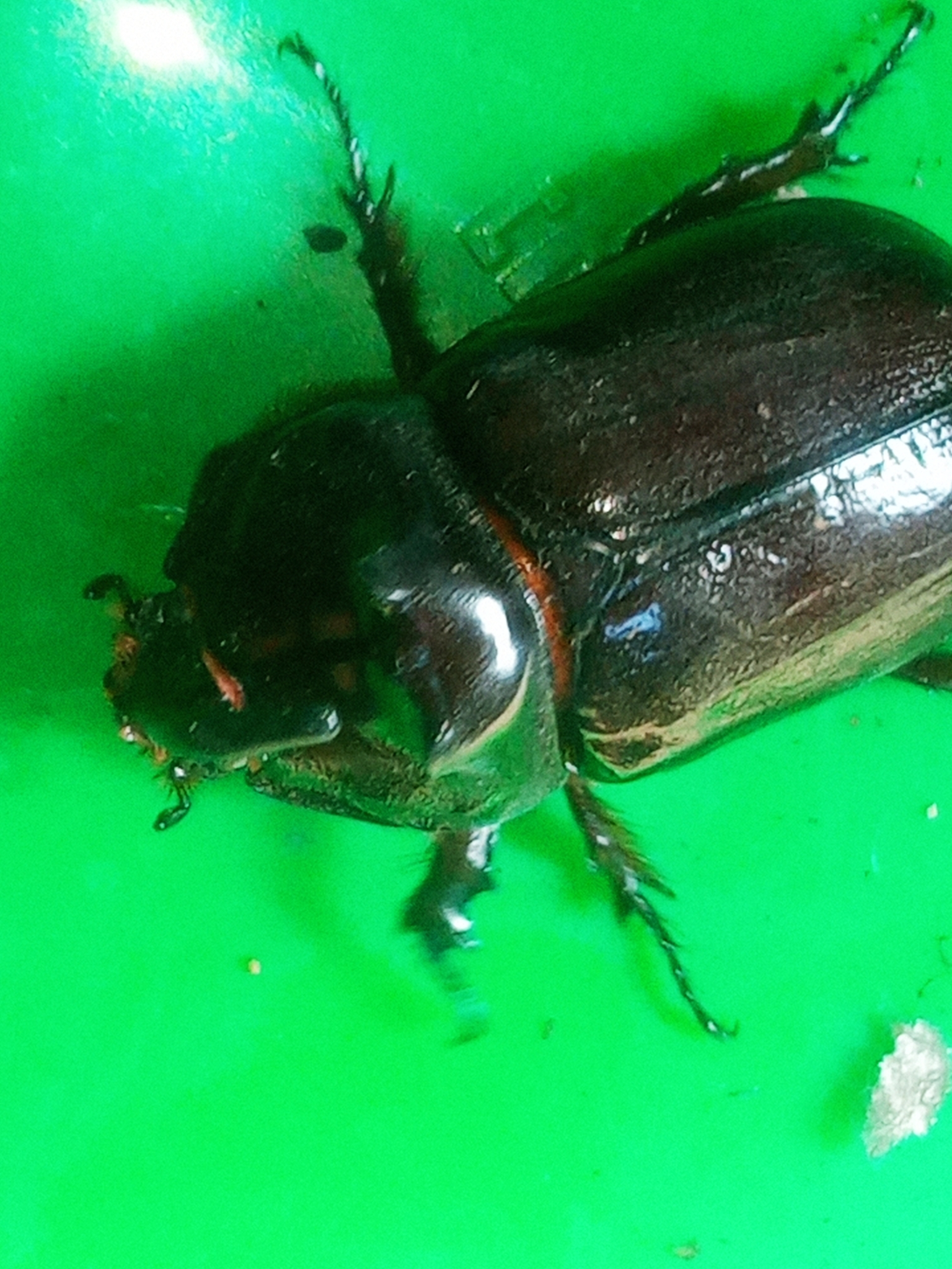 Oryctes nasicornis (Linnaeus, 1758)