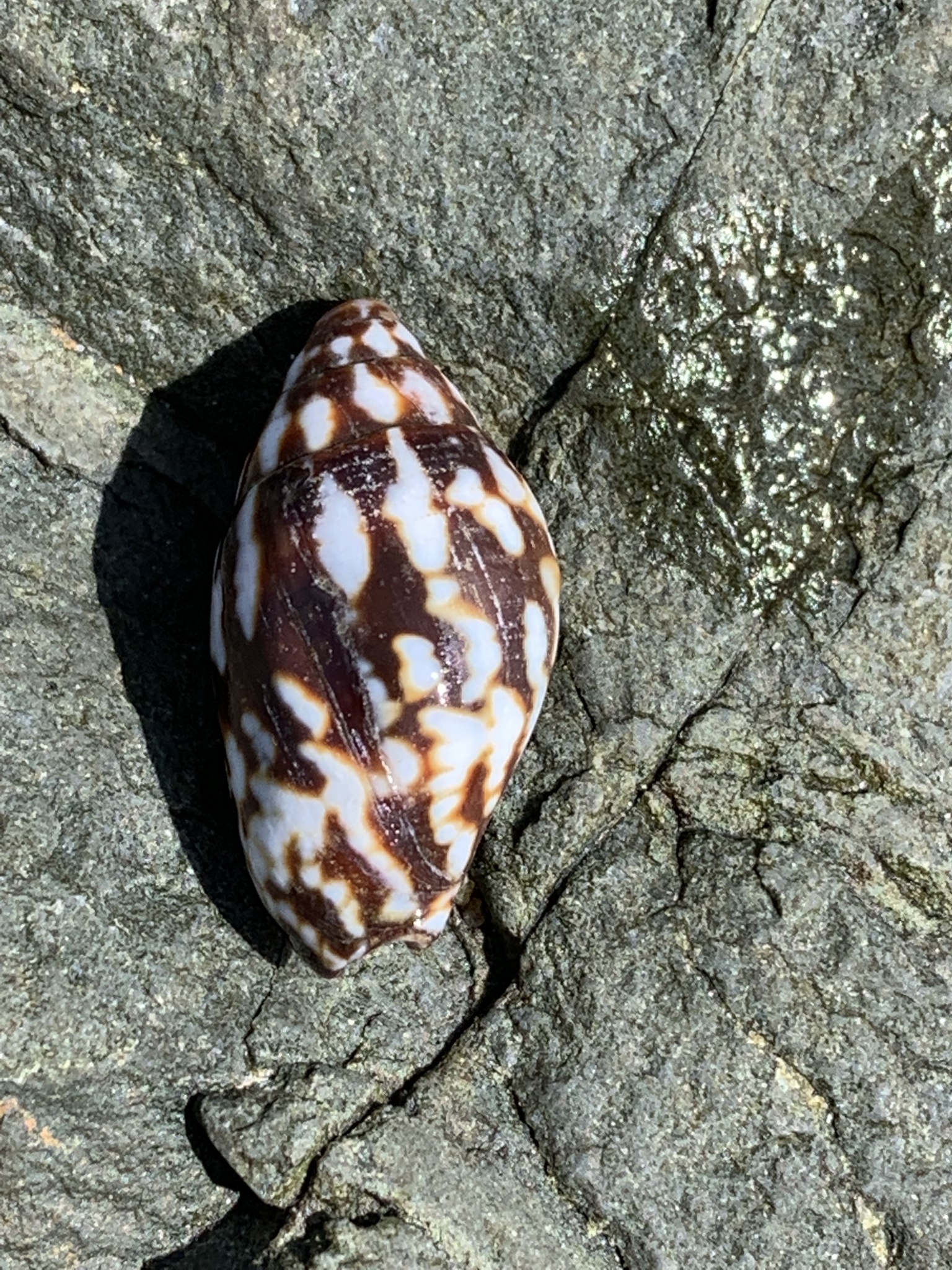 Strigatella litterata (Lamarck, 1811)