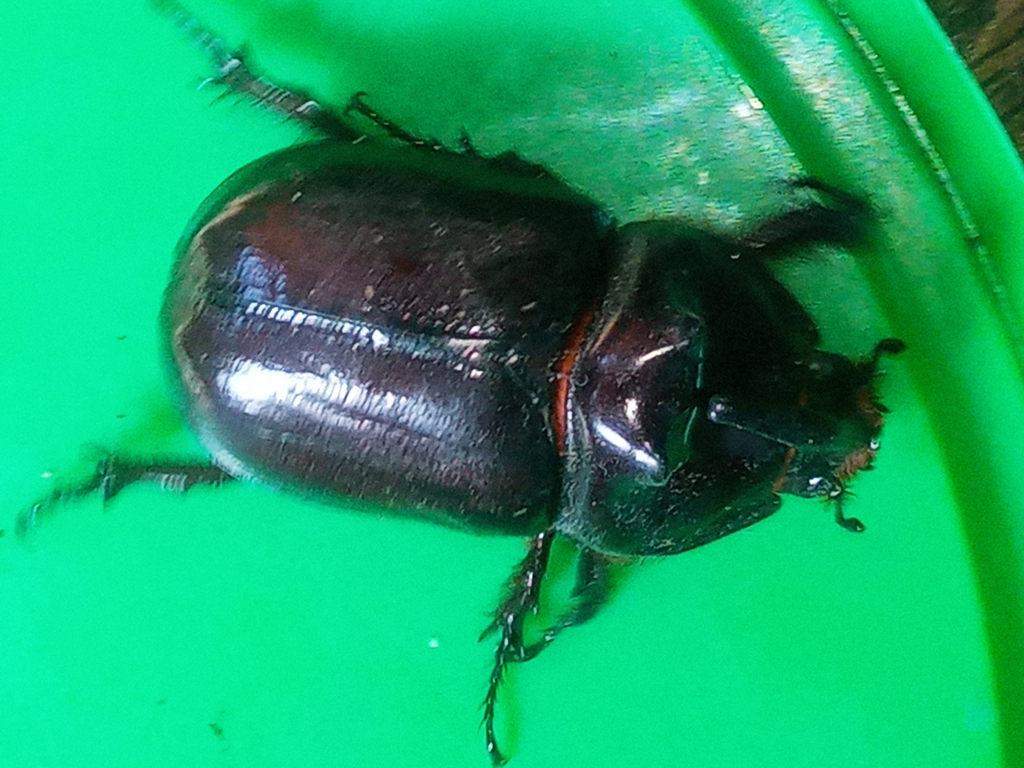 Oryctes nasicornis (Linnaeus, 1758)