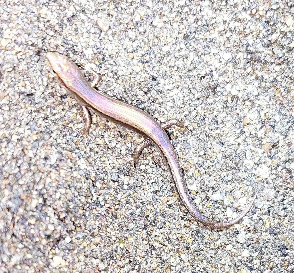 Delicate Garden Skink from Waiwhakaiho, New Plymouth, New Zealand on ...
