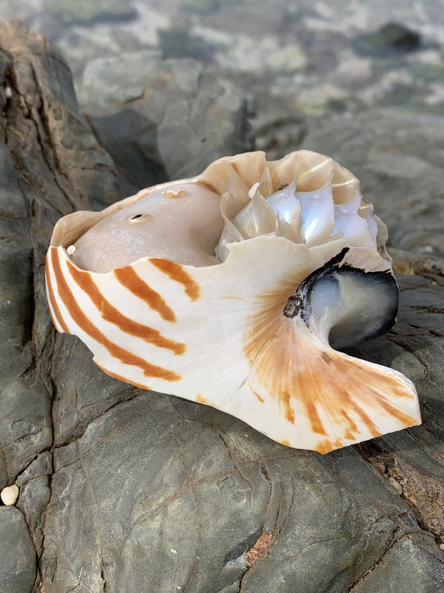 Nautilus Linnaeus, 1758