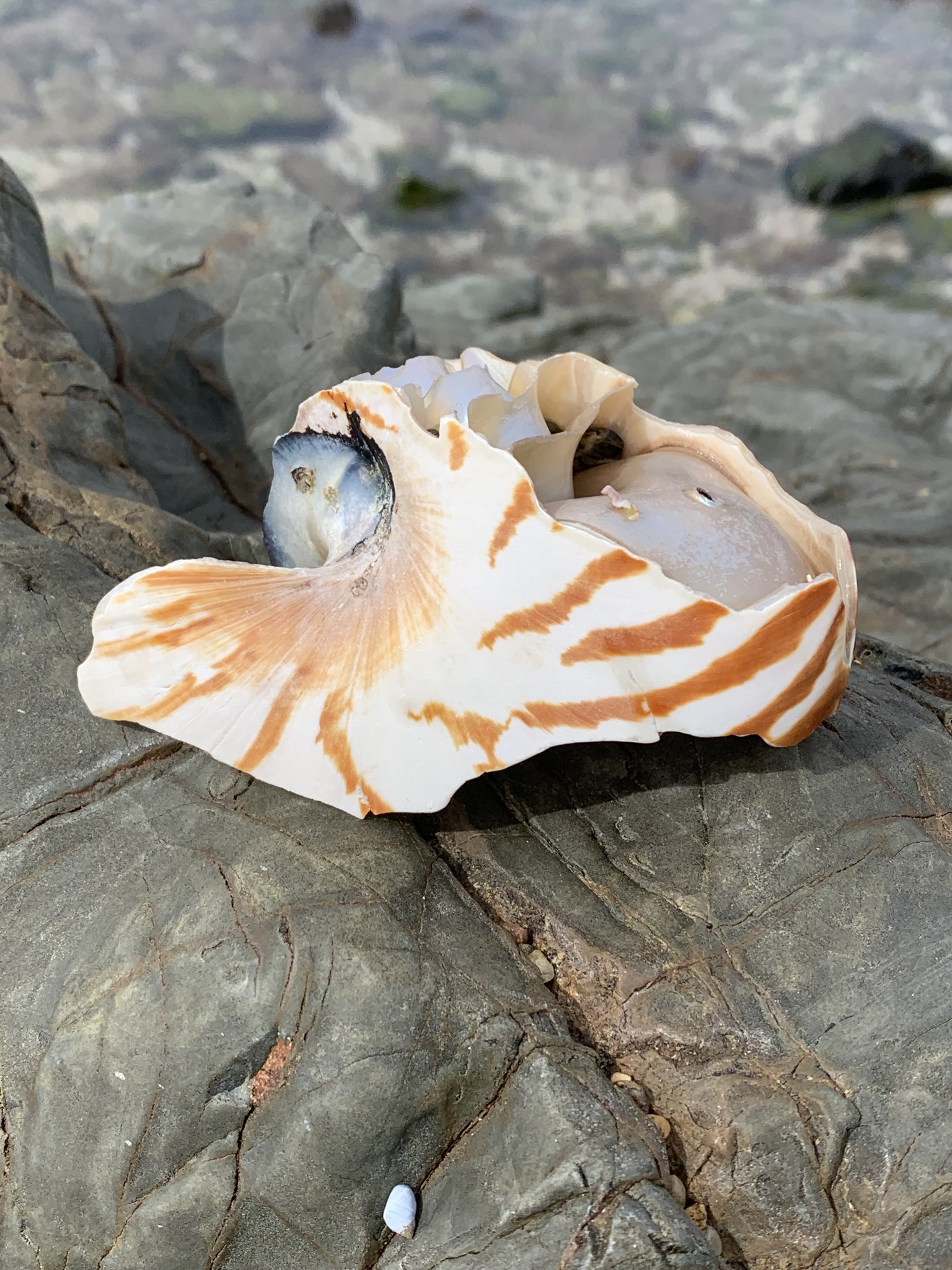Nautilus Linnaeus, 1758