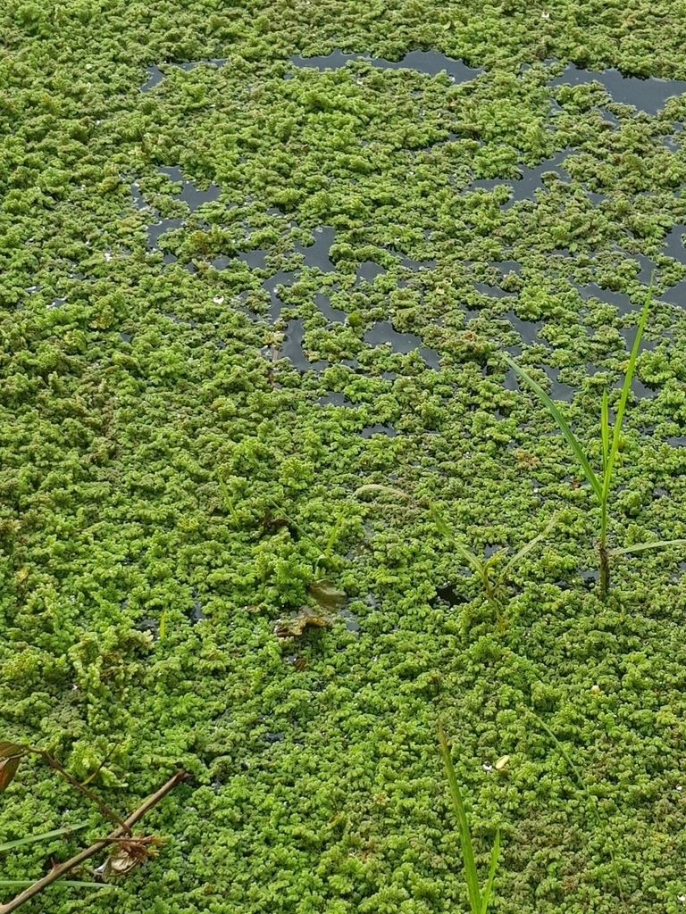 Trichormus azollae (Strasb.) Komárek & Anagn.