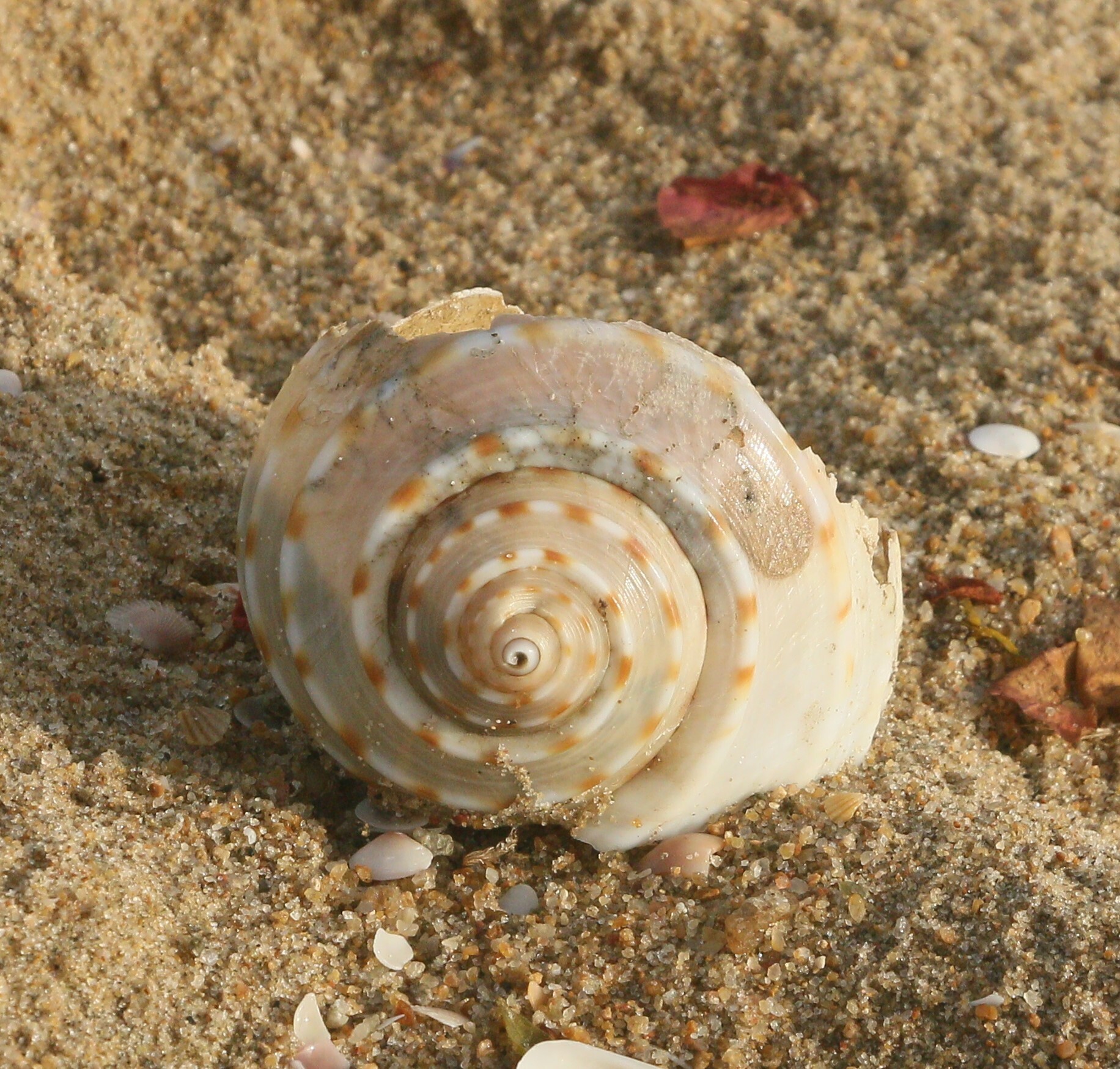 Tonna dolium (Linnaeus, 1758)