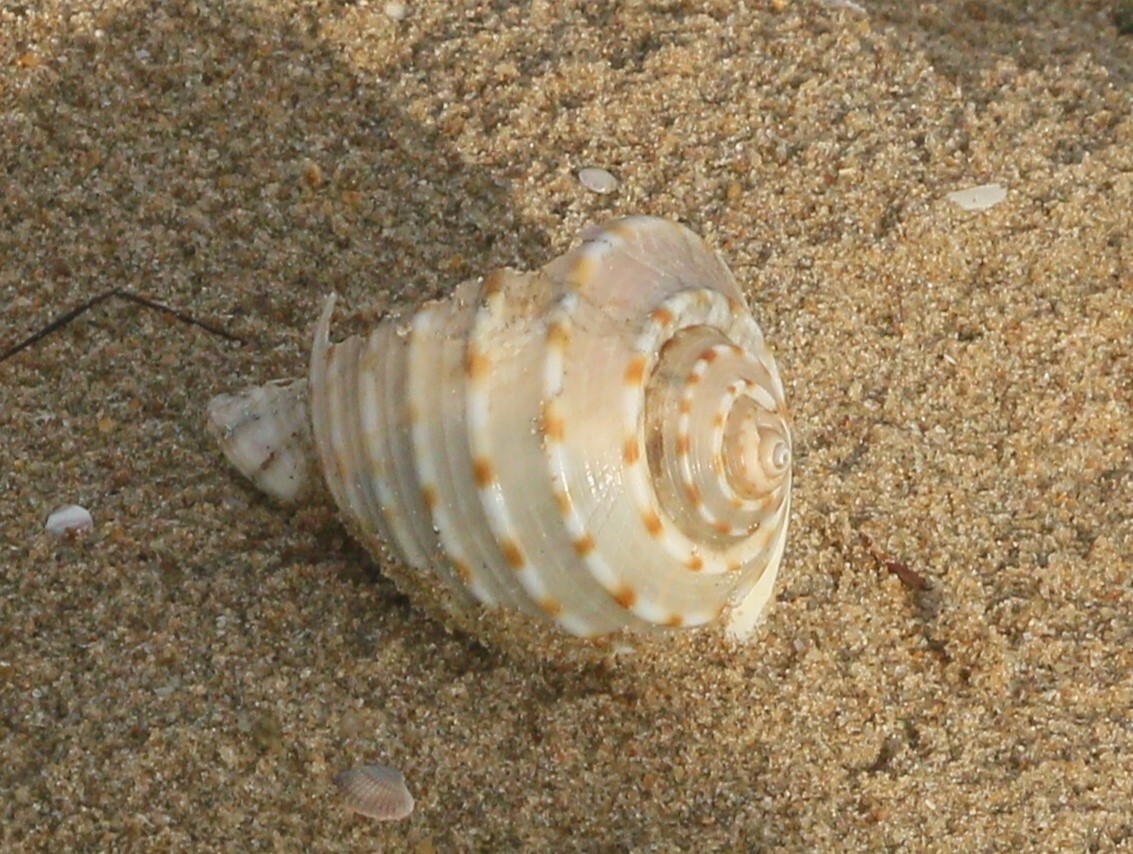 Tonna dolium (Linnaeus, 1758)