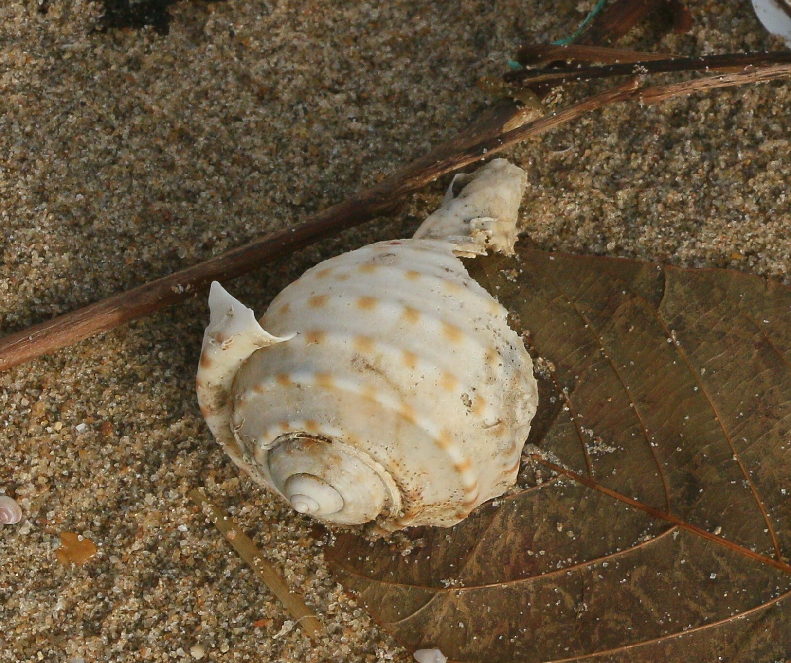 Tonna dolium (Linnaeus, 1758)