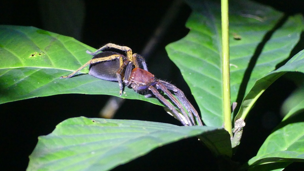 Wandering Spiders from Forêt Rambo on April 12, 2023 at 09:10 PM by ...