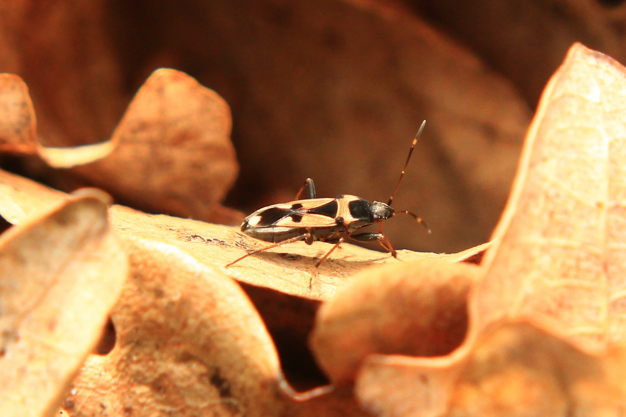 Raglius confusus (Reuter, 1886)