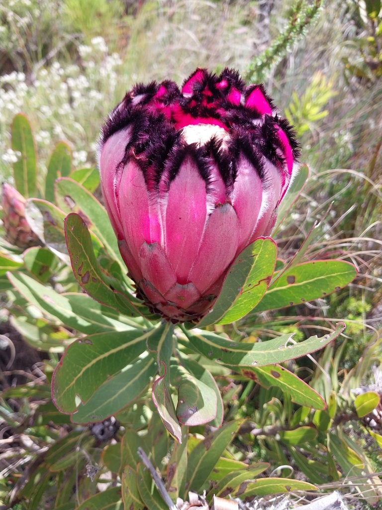 Oleander-leaf Protea from Overberg District Municipality, South Africa ...