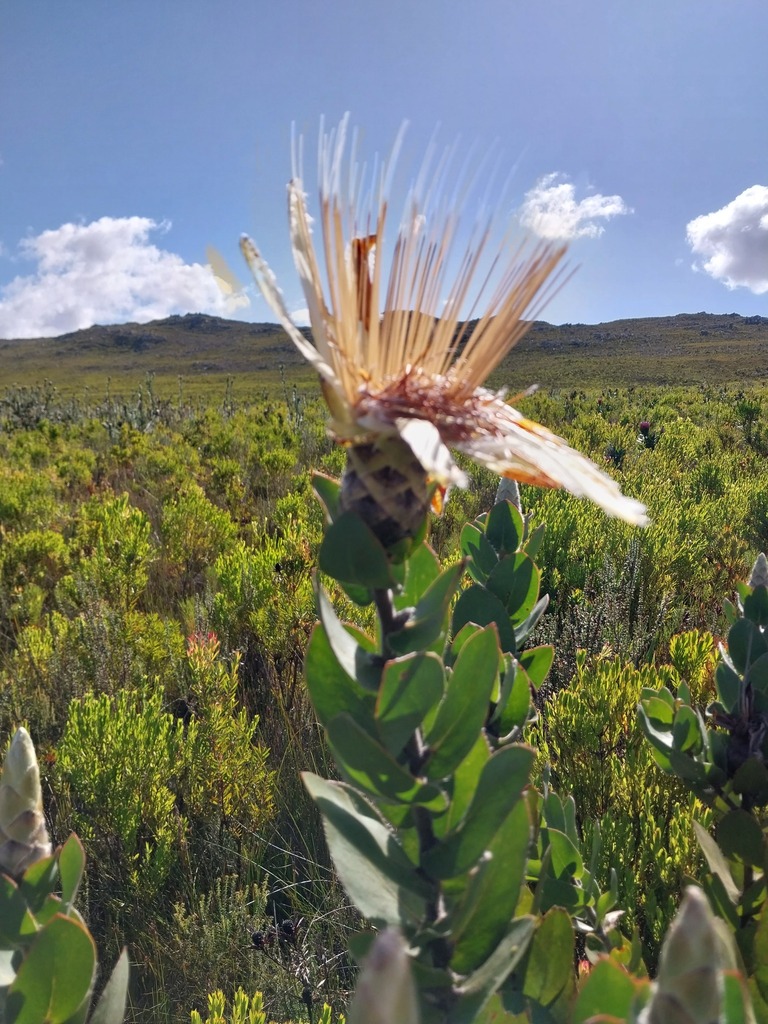 Potberg Sugarbush from Overberg District Municipality, South Africa on ...