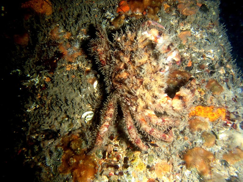 Pacific Rock Crab (China Cove Organisms) · iNaturalist