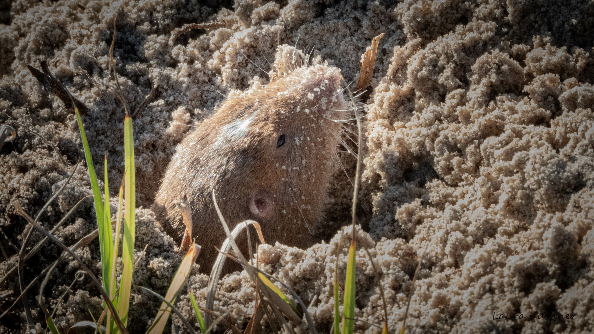 Geomys pinetis Rafinesque, 1817