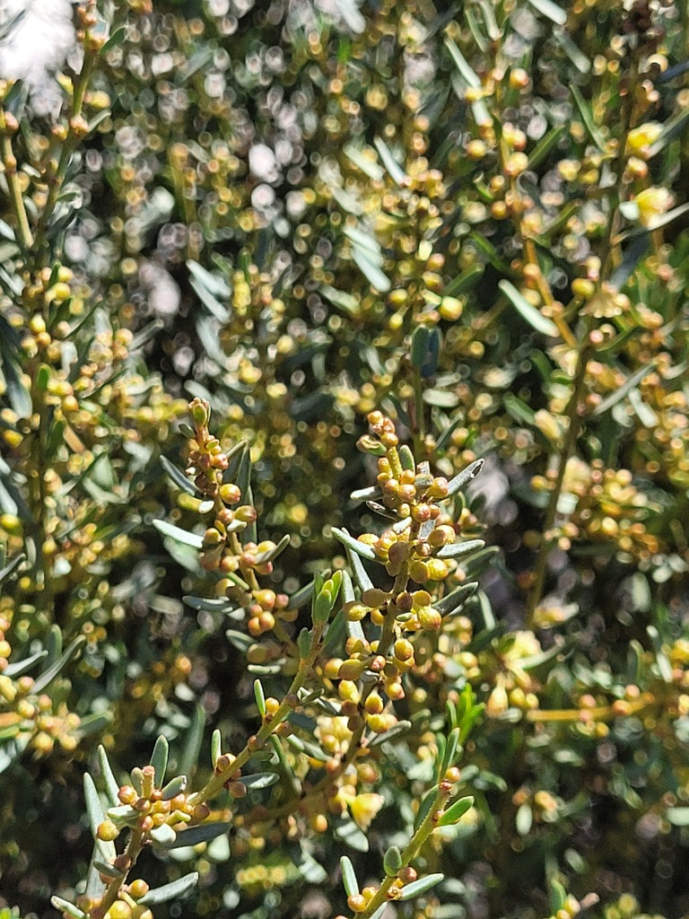 Cluts from Hartebeesfontein, Hopefield, 7355, South Africa on May 1 ...