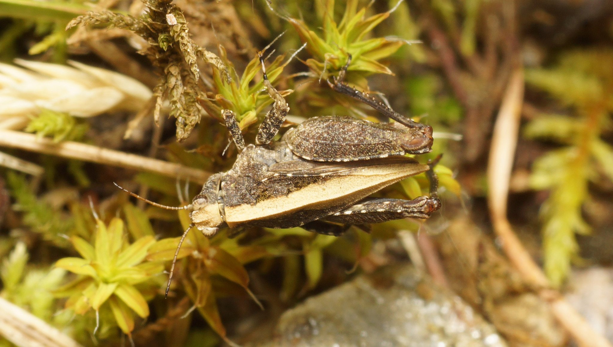 Tetrix tenuicornis (Sahlberg, 1891)