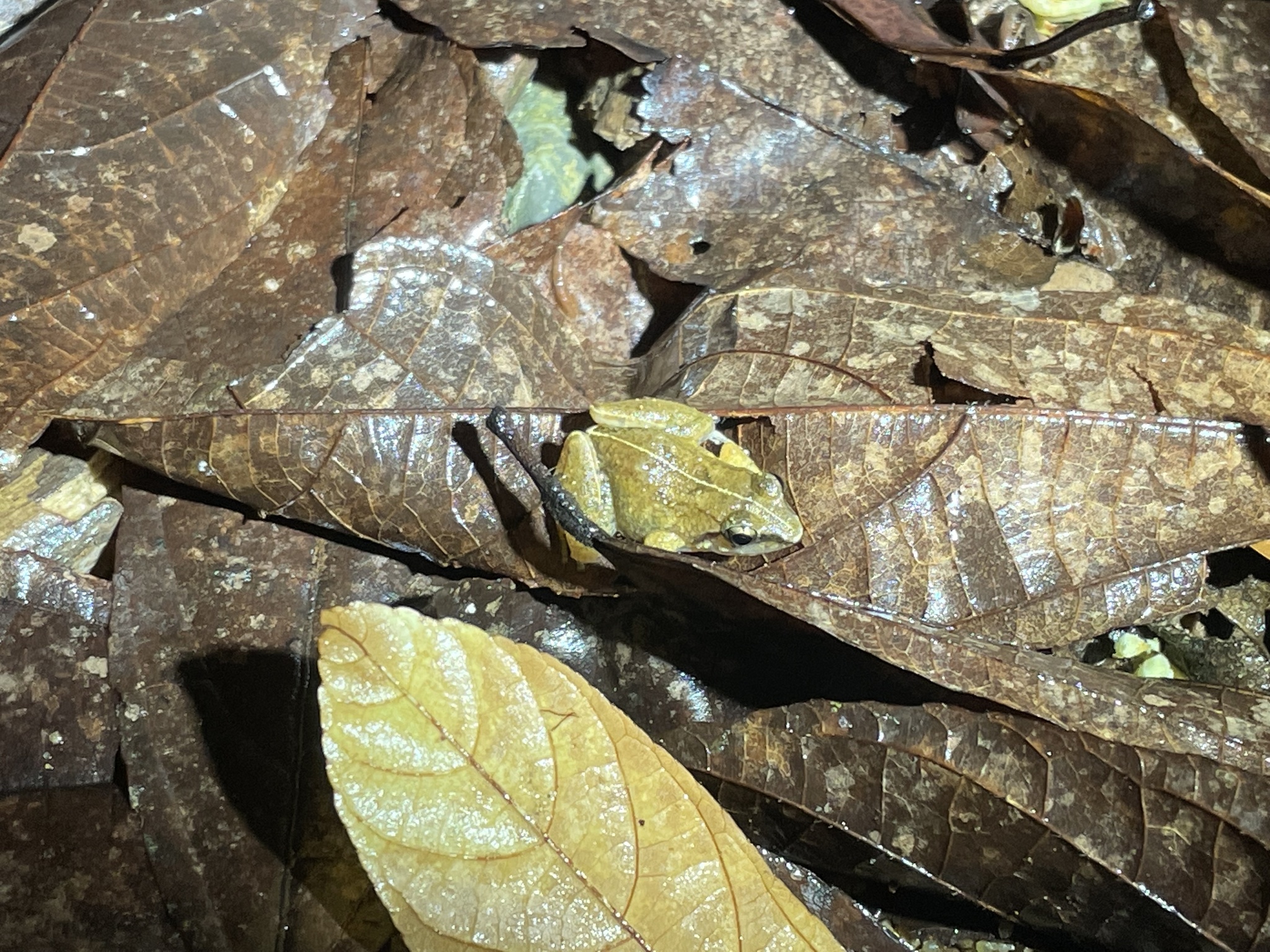 Limnonectes hascheanus (Stoliczka, 1870)