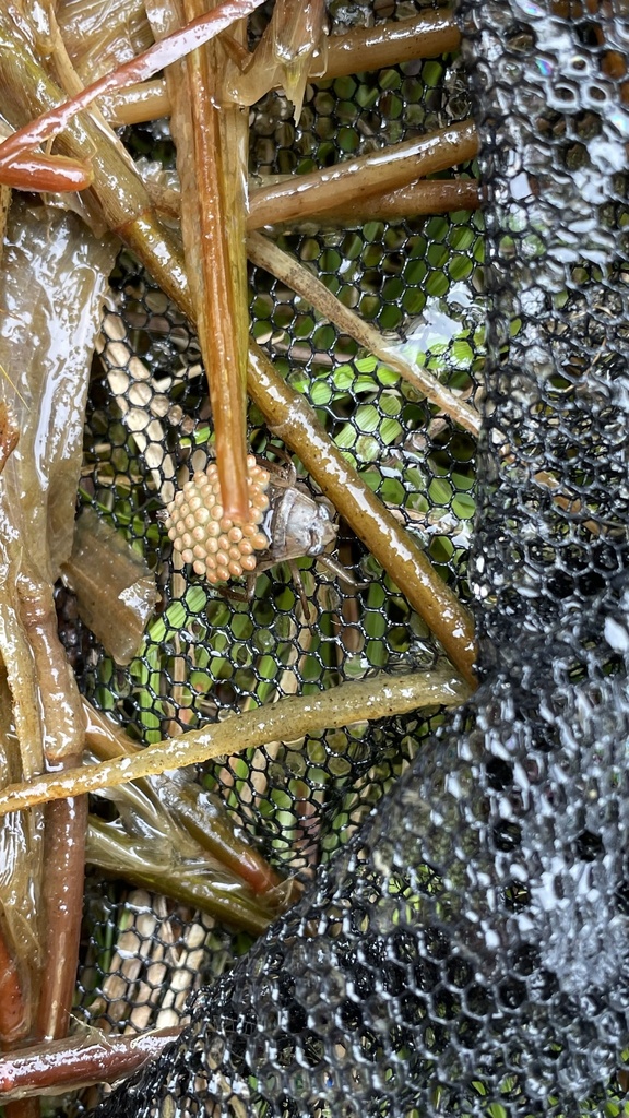 Japanese Giant Water Bug in April 2023 by tofuinsect. 卵を背負っている ...